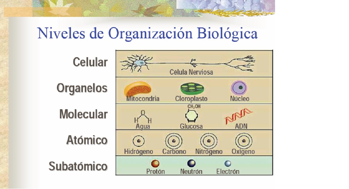 apoyo octavo: niveles de organización biológica