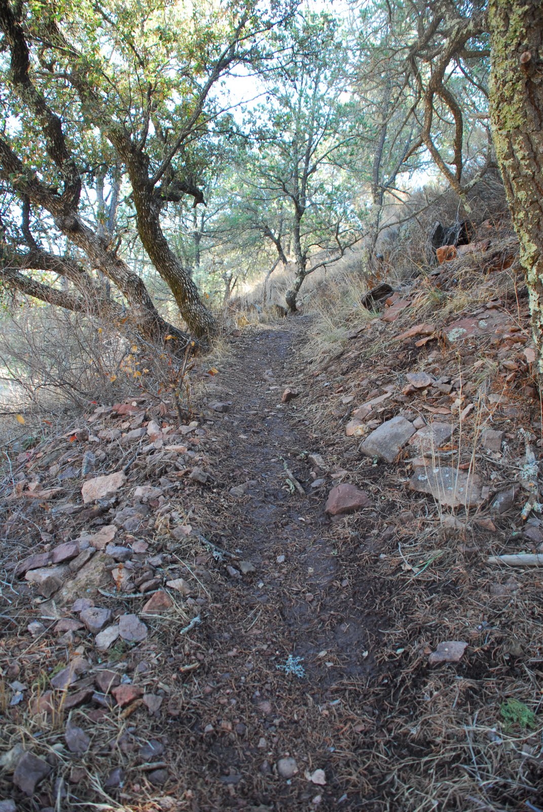 Texas Mountain Trail Daily Photo: Madera Canyon Trail