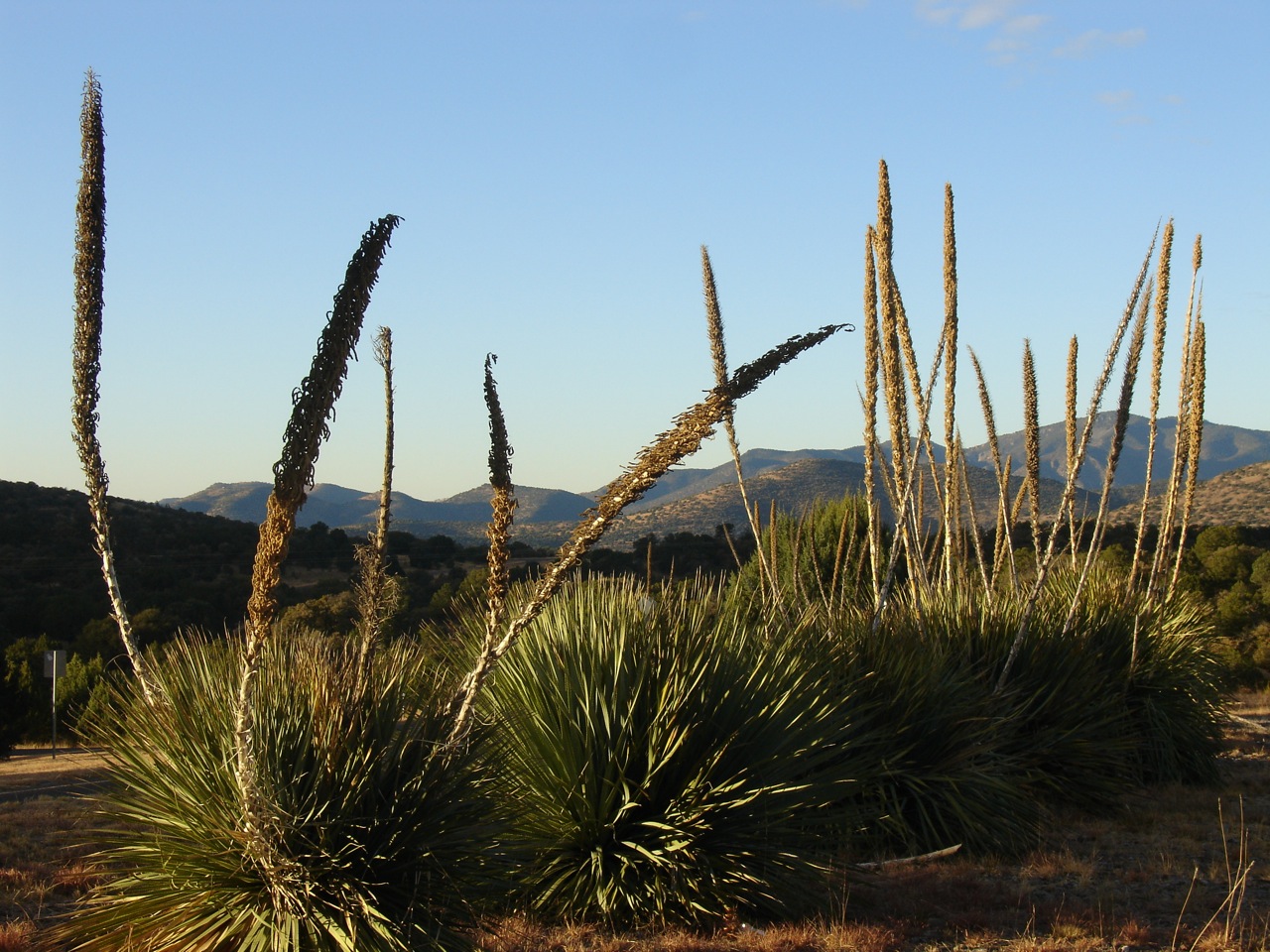 Texas Mountain Trail Daily Photo: Sotol