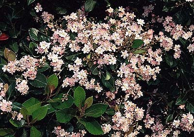 Greetings from Earth: Are you considering planting Indian Hawthorne?
