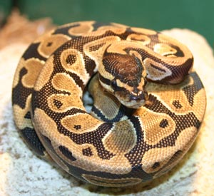 Interesting: Amazing snake Anaconda, Black Mamba and Ball Python