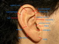 basic health: Otoplasty Can Provide Solutions To Your Ears