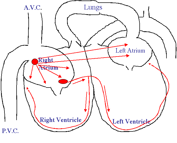 basic health: How We Heart Parts