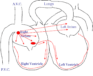 basic health: How We Heart Parts