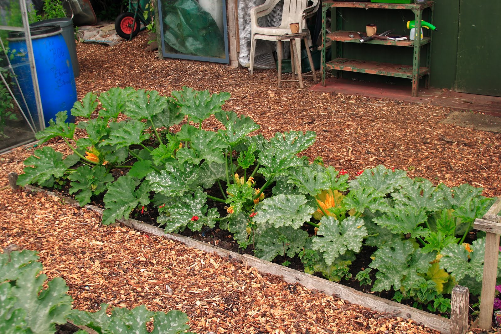 The Dobby's Pumpkin Patch - An Allotment and Beekeeping Blog!: .... And ...