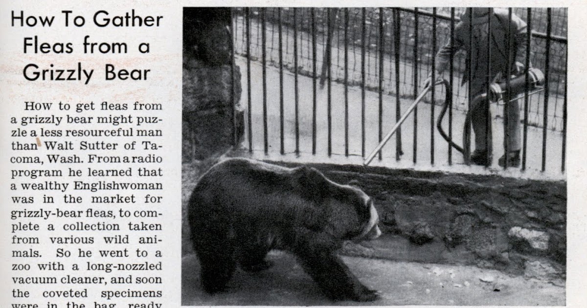 Wall Street Manna: For the nitpicker bears