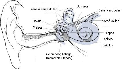 i love biology: Alat Indra : Telinga