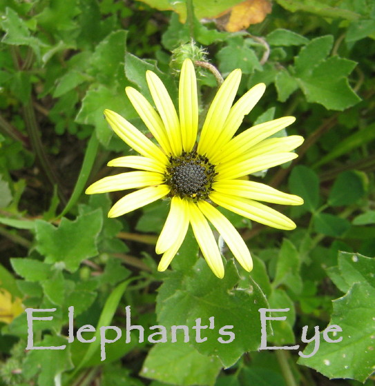 Elephant's Eye: The Ungardener’s Free-Spirited Plants