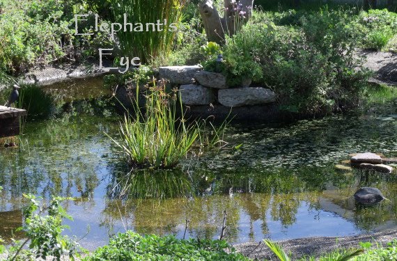 Elephant's Eye: The long and the short view. Walking around Ungardening ...