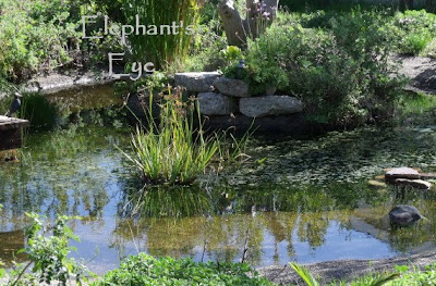 Elephant's Eye: The long and the short view. Walking around Ungardening ...