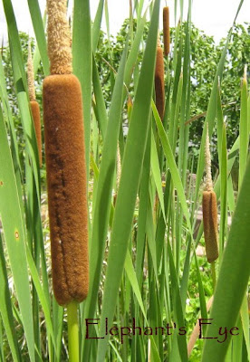 Elephant's Eye: Bulrush or Bullrush
