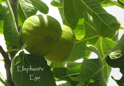 Elephant's Eye: Figs, olives and apples