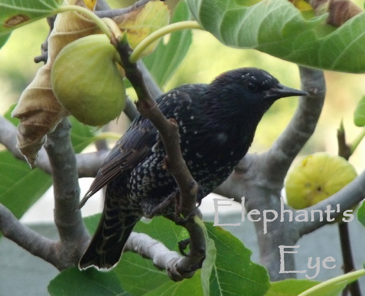 Elephant's Eye: European Starlings. Thanks, Cecil John Rhodes