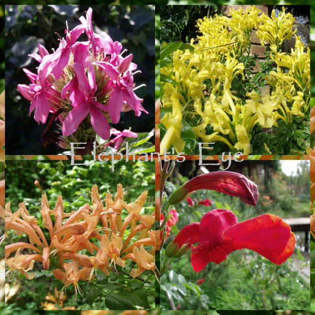 Elephant's Eye: MayflowerS