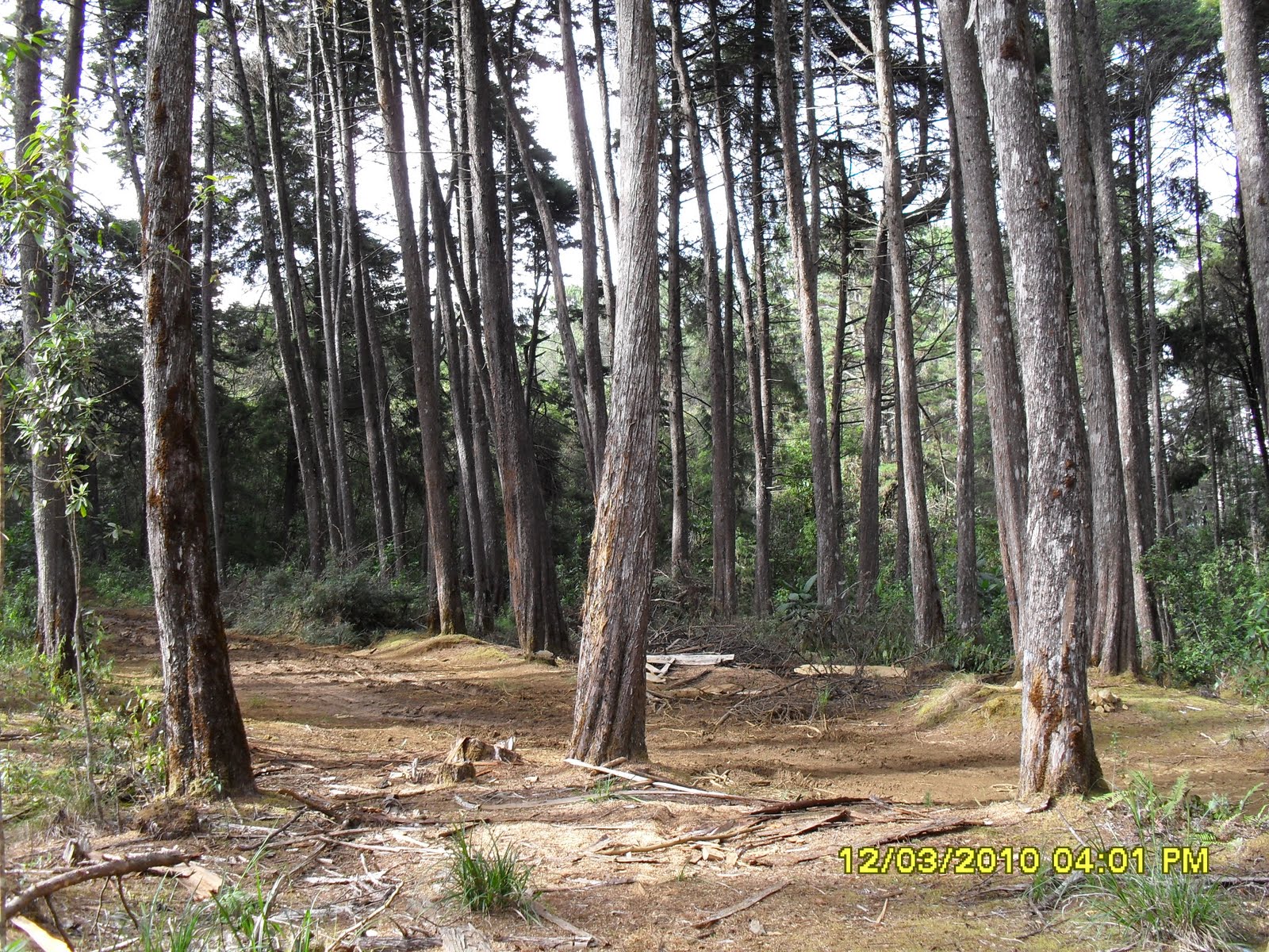 LEVEL 1: PARQUE ARVÍ