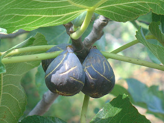 Serra da Adiça: Ficus carica L. - Figo rei