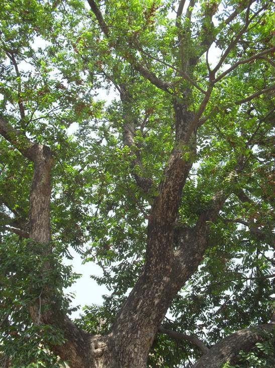 Braj Vrindavan Heritage Alliance: Kaladhari Ashram