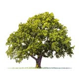 Braj Vrindavan Heritage Alliance: Protesting the Cutting of Trees in ...