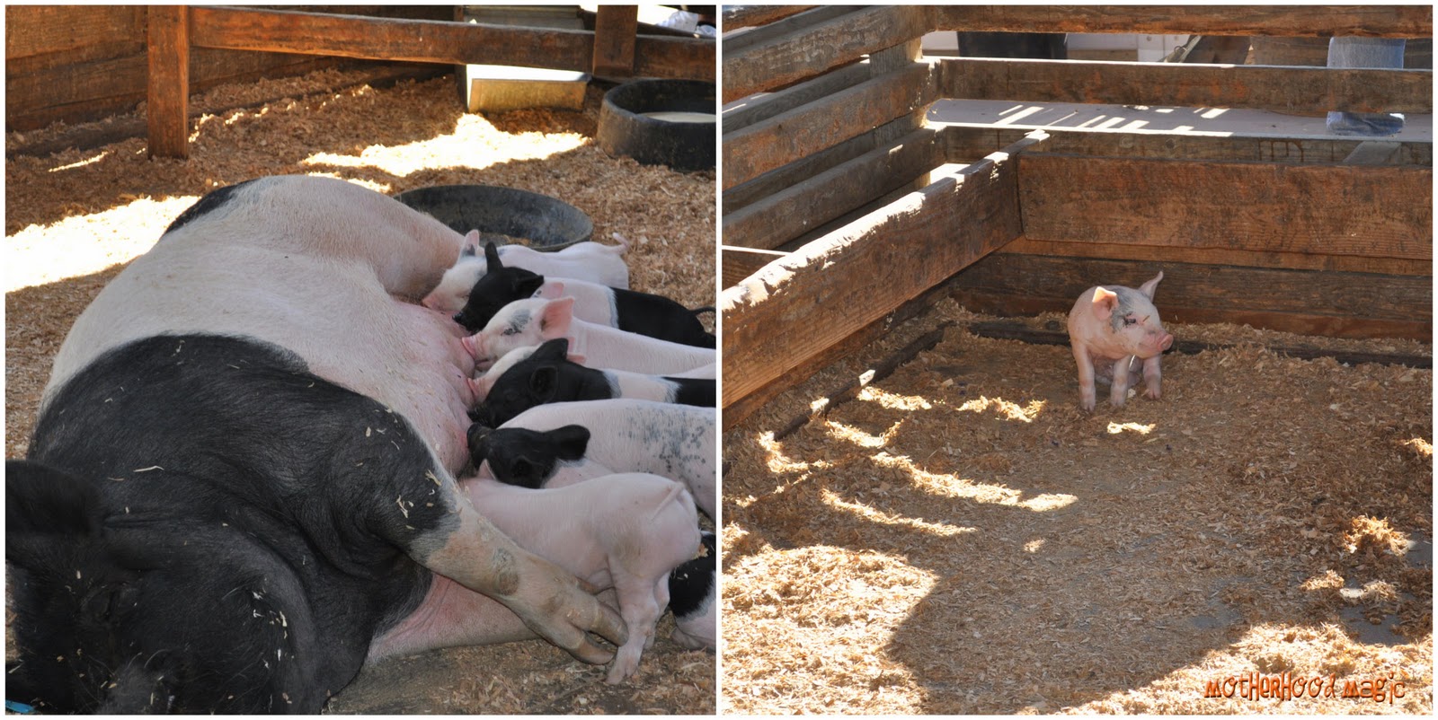 Magical Days with the Mouse: The Orange County Fair