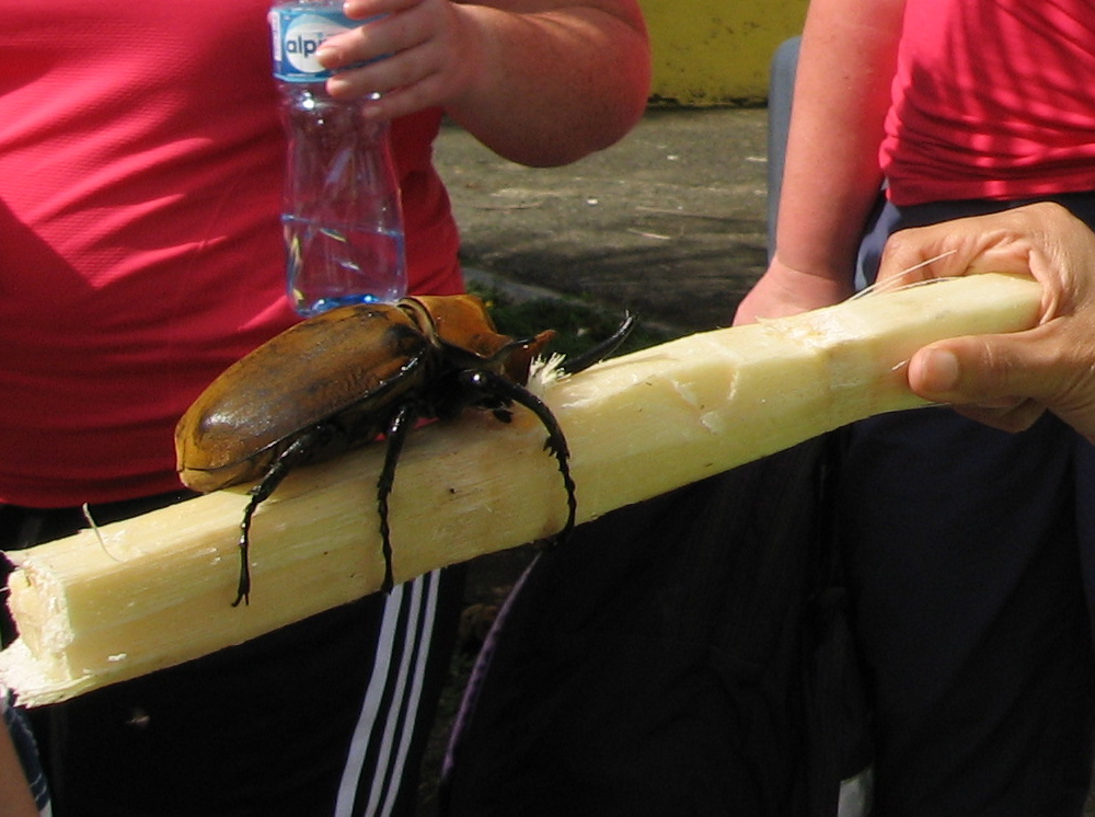 Costa Rica Touring : Rhinoceros Beetles.
