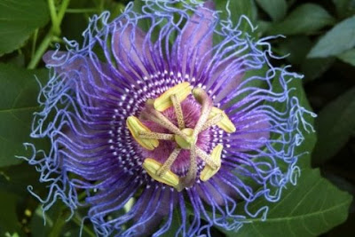 Passion Flower of the Passion Fruit Vine