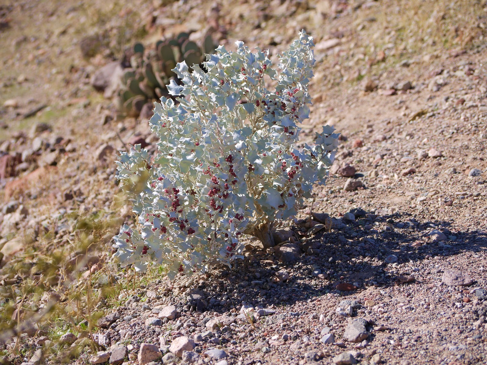 Ken's Photo Gallery: Desert Holly (Atriplex hymenelytra)