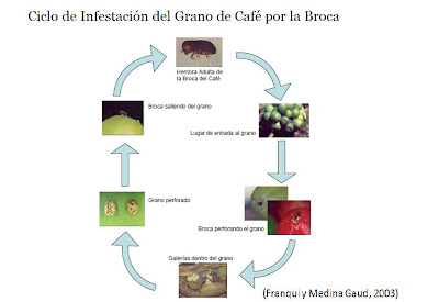 broca del café: broca del cafe, Hypothenemus hampei Ferrari