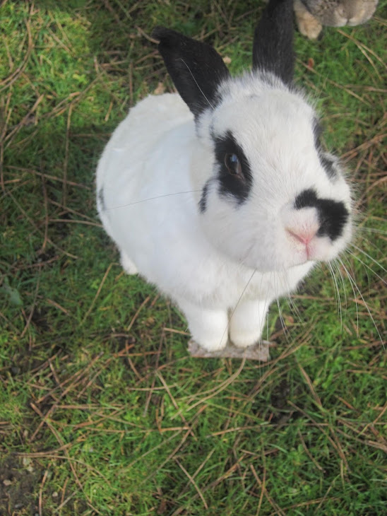 Save the UVic Bunnies: Press Release Report