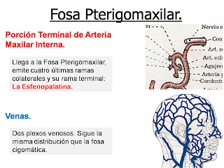 novadens.- Servicios Odontológicos.: Fosa Pterigoidea.