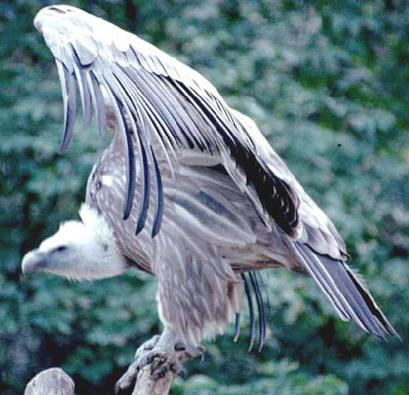 Nkhangweni: CARNIVORES