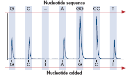 Food Microbiological: Principle of Pyrosequencing Technology