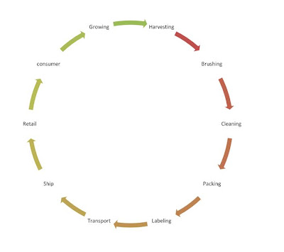 mexican avocados: supply chain of avocados