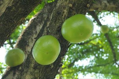 César Avilés-Portafolio: Fruto de Árbol de Morro/El Salvador