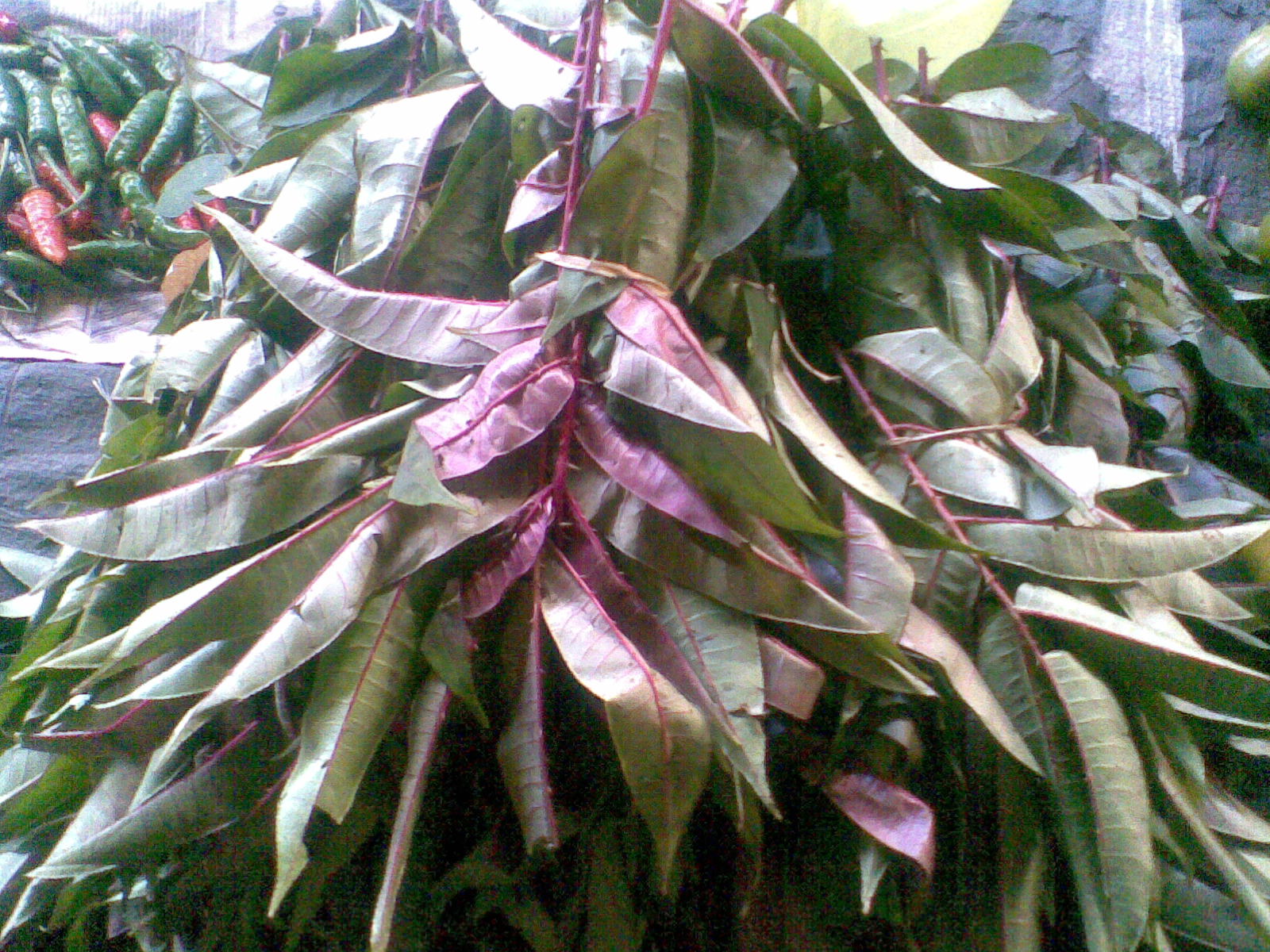 Learn Tanii: VEGETABLE and FRUITS.