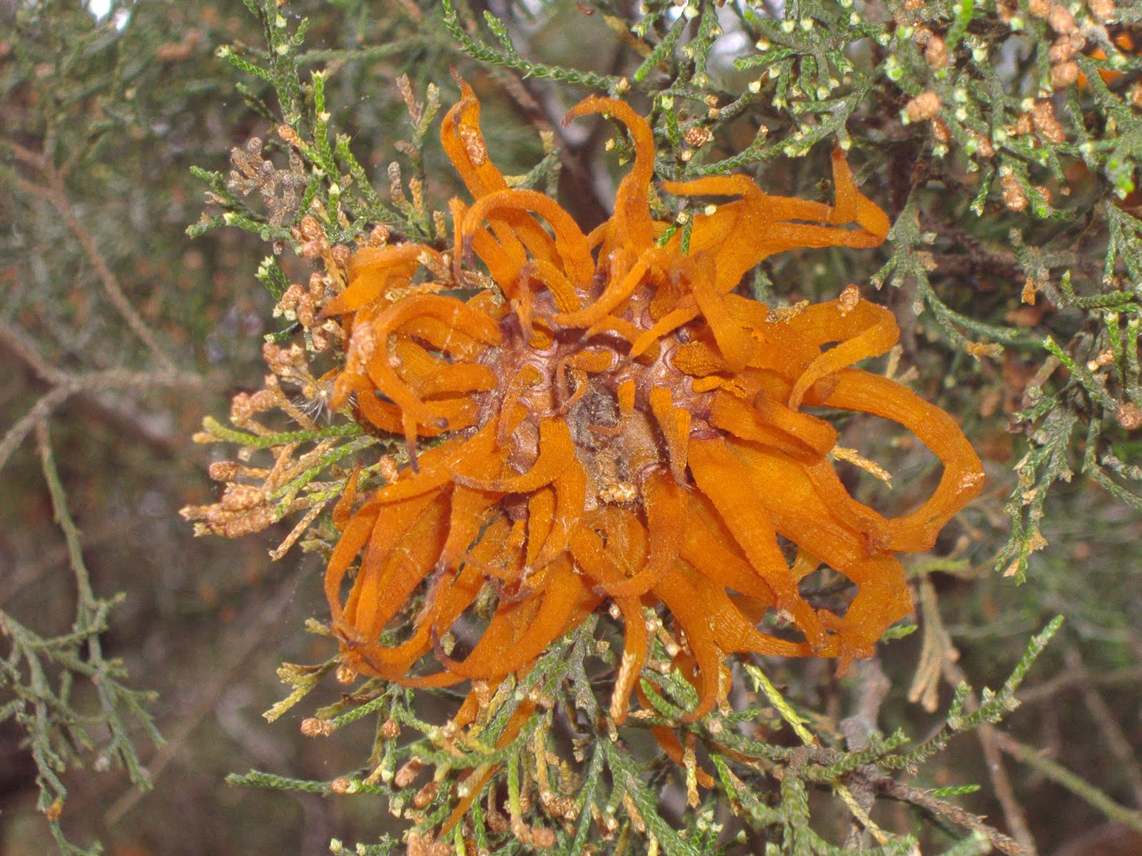 Squamules: Gymnosporangium
