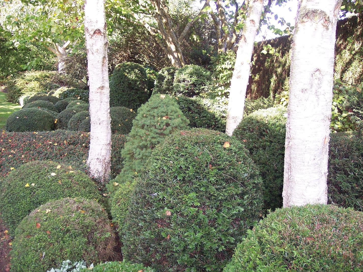 Le blog de Parcs et Jardins de L'Oise: Beaux bouleaux