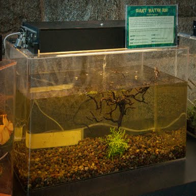 Pacific Science Center Life Sciences: Water Bugs in Love