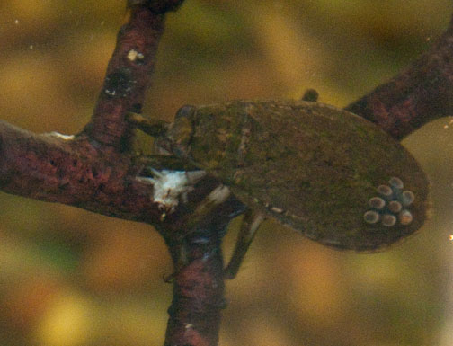 Pacific Science Center Life Sciences: Water Bugs in Love