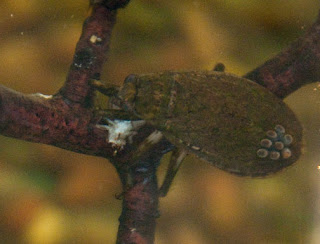 Pacific Science Center Life Sciences: Water Bugs in Love