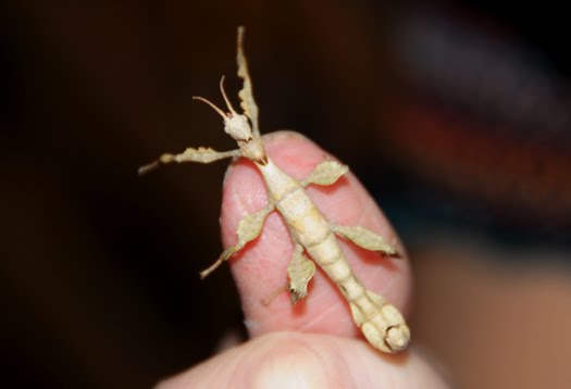 Pacific Science Center Life Sciences: Stick Insect Babies