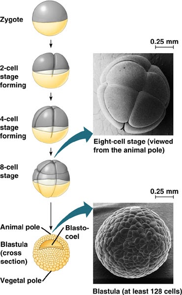 Embryology of frog | SCIENCE AND TECHNOLOGY