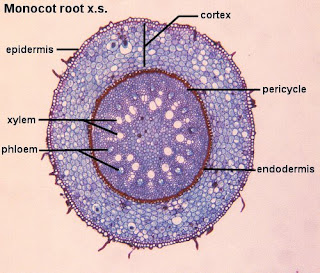 SCIENCE AND TECHNOLOGY: Plants Anatomy along with secondary Growth