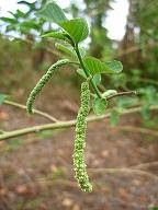 Philippine Native Forest Trees: MEET MY HIMBABAO.