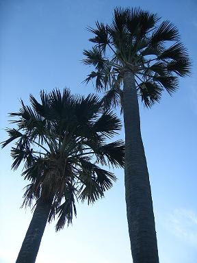 Philippine Native Forest Trees: BURI OR BULI. The largest palm tree in ...