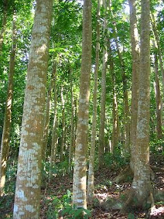 Philippine Native Forest Trees: Government Reforestation Efforts on ...