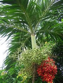 Philippine Native Forest Trees: Bungang-Jolo, popularly known as Manila ...
