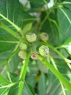 Philippine Native Forest Trees: HAUILI (Ficus septica) - A very ...