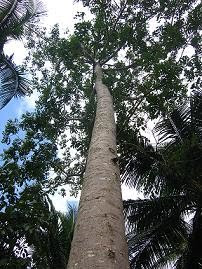 Philippine Native Forest Trees: PAGSAHINGIN o SAHING.