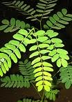 Philippine Native Forest Trees: Parang in Akleng-parang refers to ...