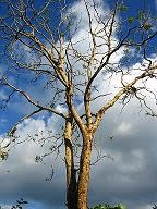 Philippine Native Forest Trees: Parang in Akleng-parang refers to ...